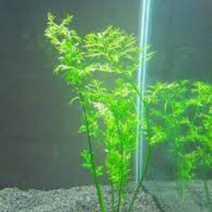 Water Sprite Lace Leaf Medium Pack of 3 Live Aquarium - Etsy
