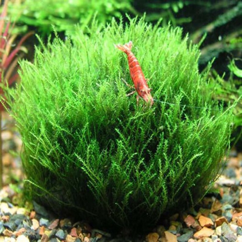 Christmas Moss Vesicularia Portion Live Aquarium Plants - Etsy