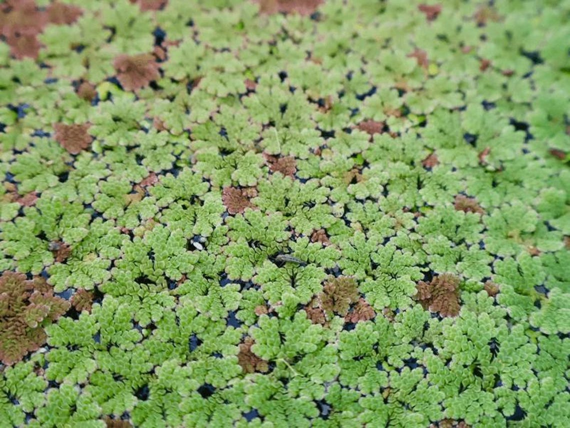 Azolla Filiculoides "fairy Moss" | BEGINNER | Live Aquarium Plants ...