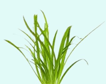 Dwarf Sag, Sagittaria Subulata, Live Aquarium/aquatic/foreground Plant ...