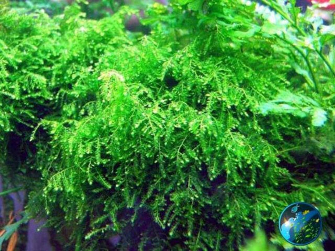 Weeping Moss Vesicularia Ferriei | Live Aquarium Plants | Fresh Water ...