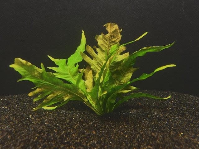 CantonAquatics - Etsy