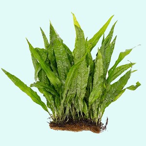 JAVA FERN Live Aquarium Plant Decoration Bare Root medium - Etsy