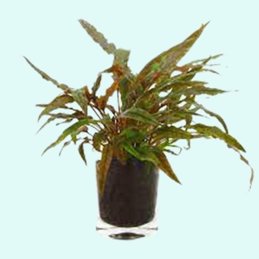 Cryptocoryne Crypt undulata 2 Pot Live Aquarium Plants BUY 2 GET 1 FREE ...