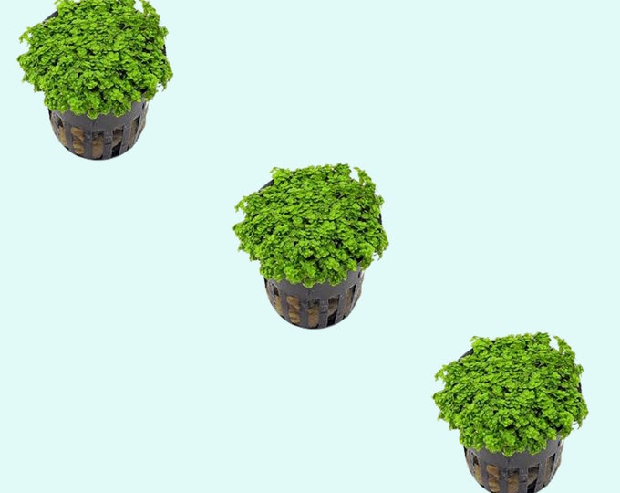 Dwarf Baby Tears Pot hemianthus Callitrichoides BUY3GET1FREE Live ...