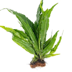 JAVA FERN Live Aquarium Plant Decoration Bare Root medium - Etsy