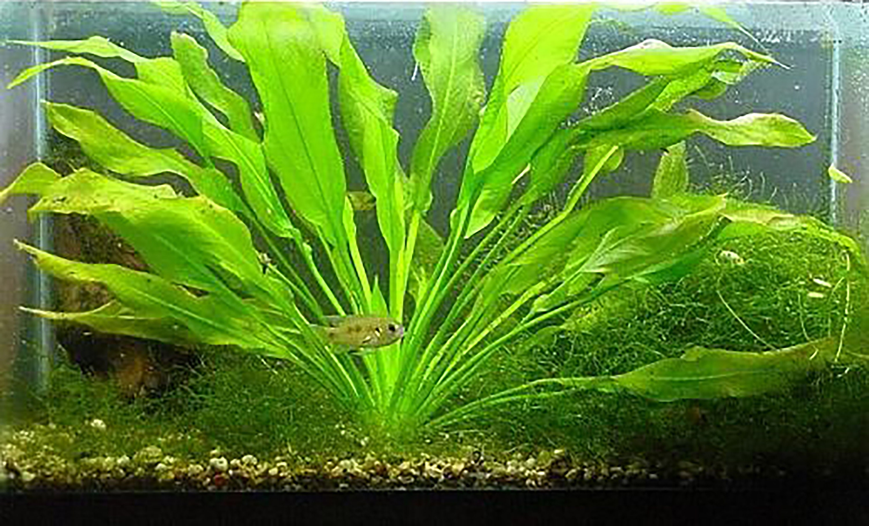 Freshwater Aquarium Plant Sword