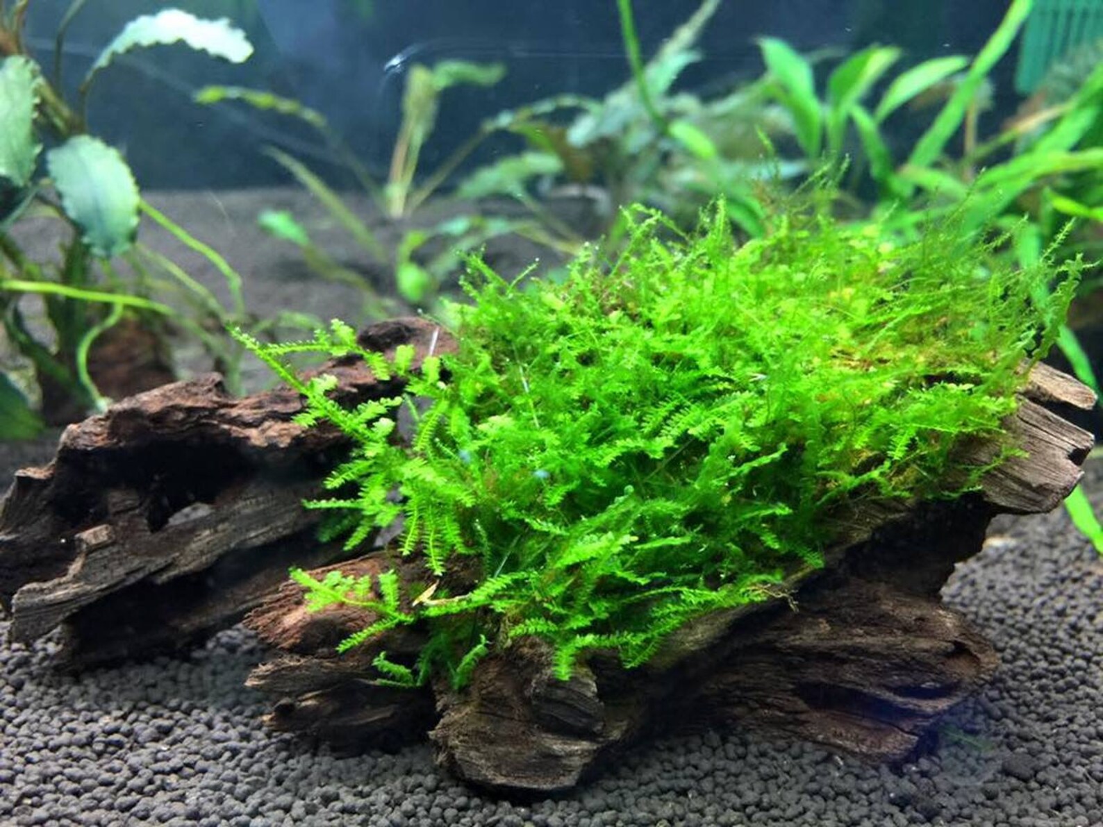 Aquarium Plant Bundle Swimming Creatures Java Moss & 8 Species Live ...
