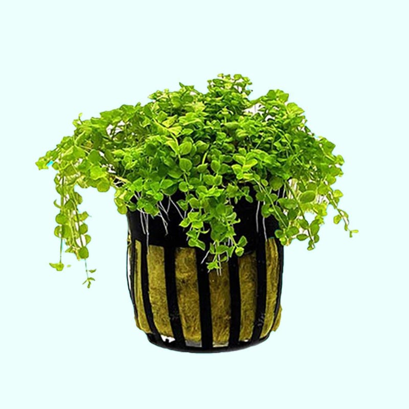 Monte Carlo Plant - Etsy