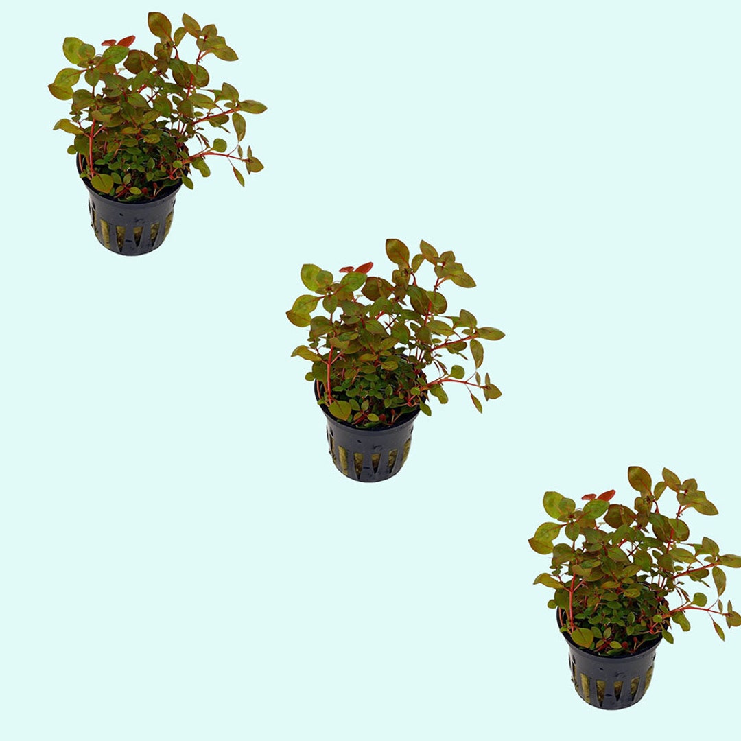 Ludwigia Repens Super Red Mini Live Aquatic Plants Easy to - Etsy
