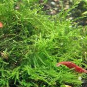 Flame Moss Taxiphyllum 'flame Live Fish Tank Plants Easy to Maintain ...