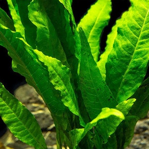 JAVA FERN Live Aquarium Plant Decoration Bare Root medium - Etsy