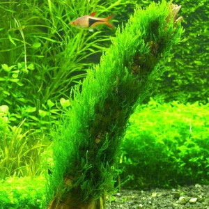 Flame Moss Taxiphyllum 'flame Live Fish Tank Plants Easy to Maintain ...