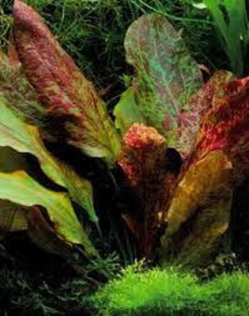 Amazon Sword Red Flame Small Live Aquarium Aquatic Plants - Etsy