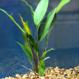 Anubias Frazeri Small Live Aquarium Plant Low-maintenance Aquatic Plant ...