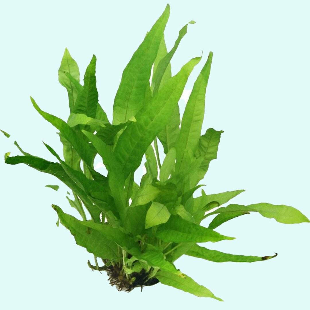 JAVA FERN Live Aquarium Plant Decoration Bare Root medium - Etsy
