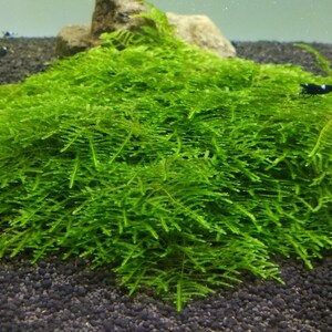 Flame Moss Taxiphyllum 'flame Live Fish Tank Plants Easy to Maintain ...