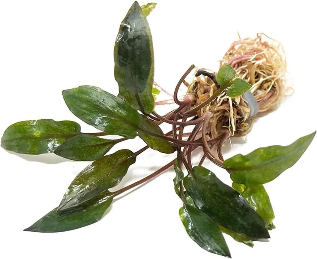 Cryptocoryne Wendtii Red (x-large) | Live Aquarium Plants | BUY 2 GET 1 ...