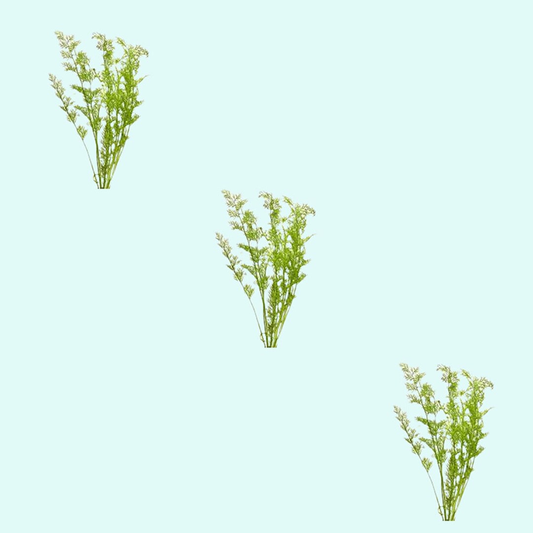 Water Sprite Lace Leaf Medium Pack of 3 Live Aquarium - Etsy