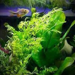 Water Sprite Lace Leaf Medium Pack of 3 Live Aquarium Plants Fast ...