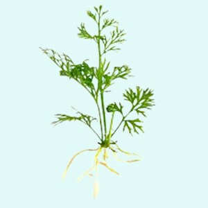 Water Sprite Lace Leaf Medium Pack of 3 Live Aquarium Plants Fast ...