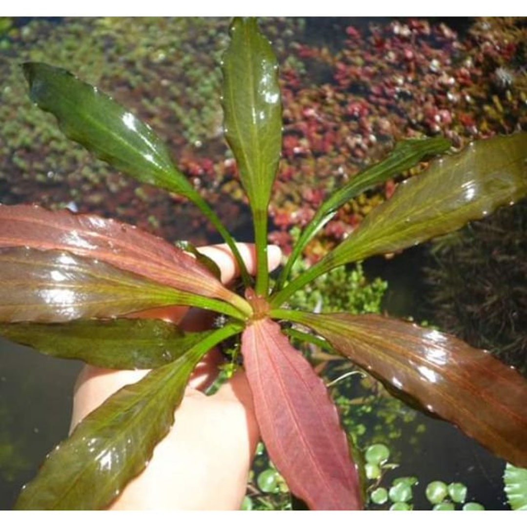 Amazon Sword Red Flame Small Live Aquarium Aquatic Plants - Etsy