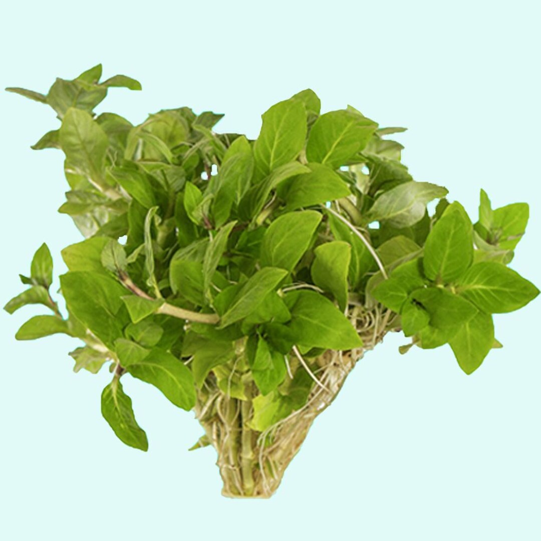 Staurogyne S Repens Clumps | Live Aquarium Plants | BUY 2 GET 1 FREE ...
