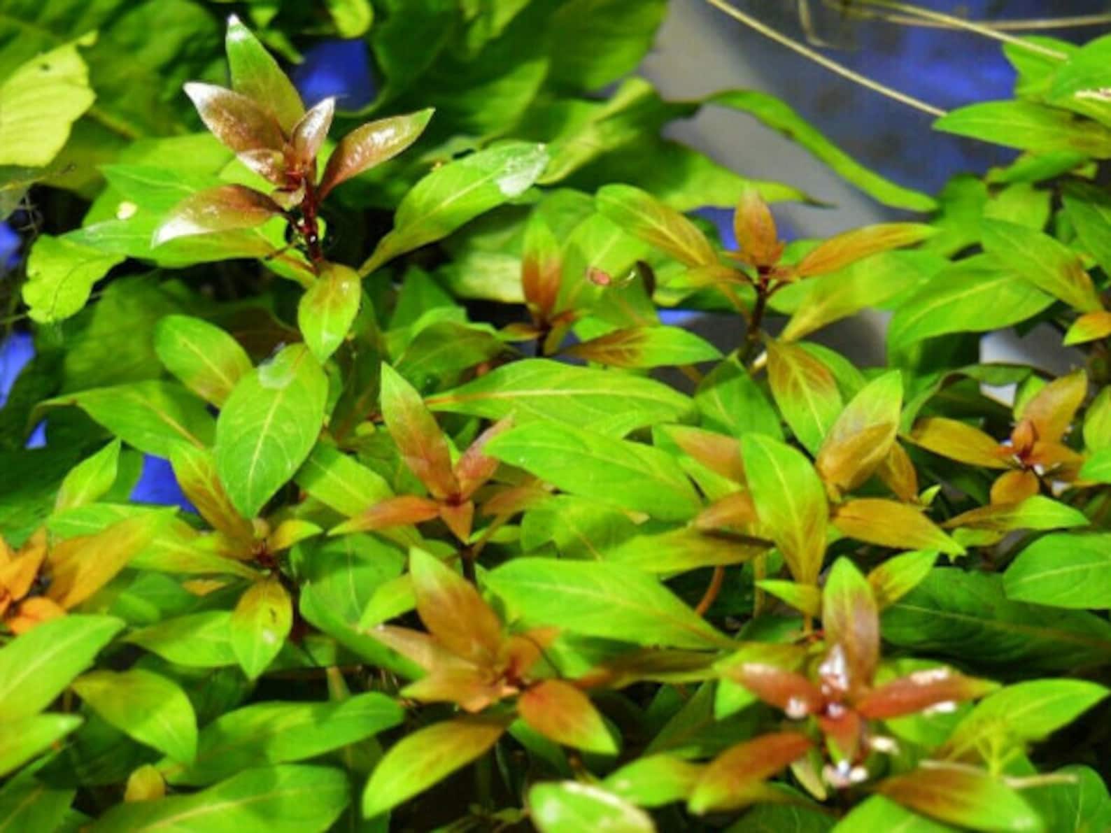 Ludwigia Repens super Red Mini Live Aquarium Aquatic Plants | Etsy