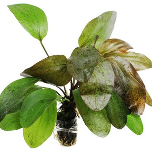 Amazon Sword Red Flame Small Live Aquarium Aquatic Plants - Etsy