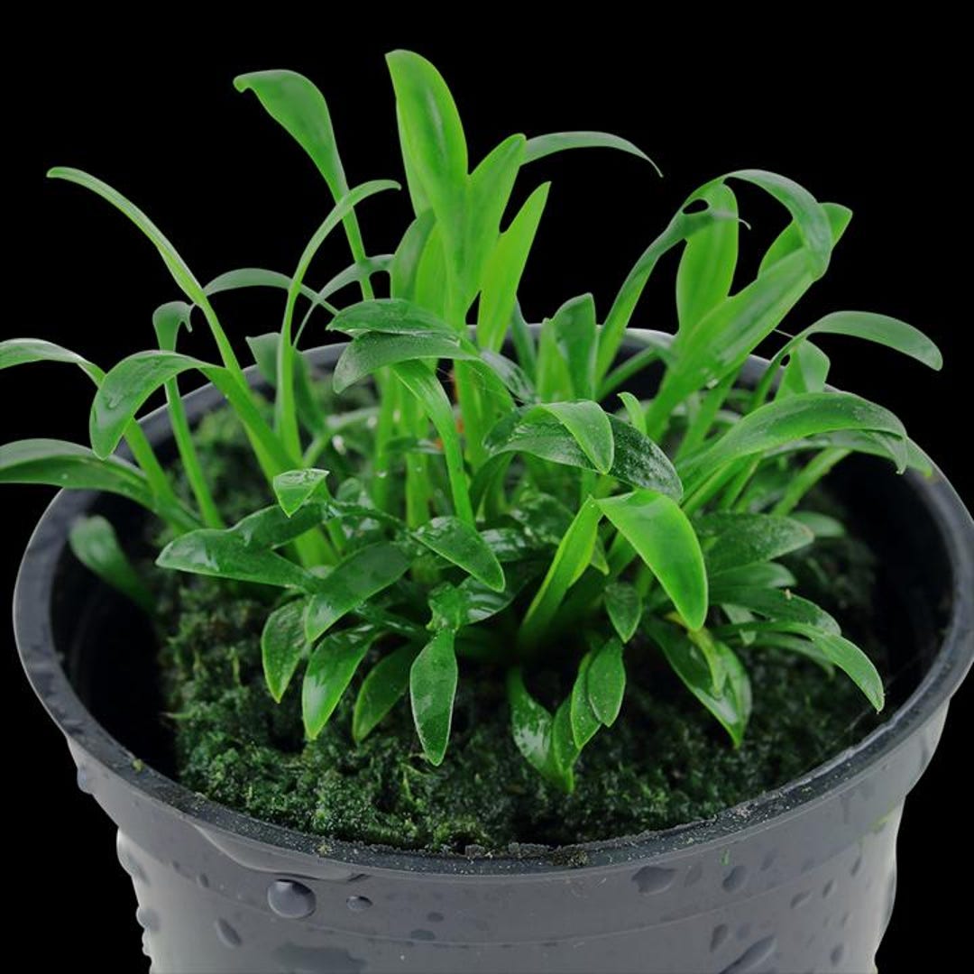 Cryptocoryne Parva Crypt Parva Easy Carpet Plant Live Aquarium Plants ...