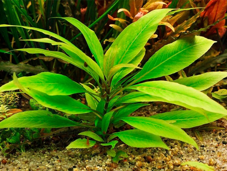 BUY2 GET1 FREE Hygro Blue hygrophila Salcifolia Live | Etsy