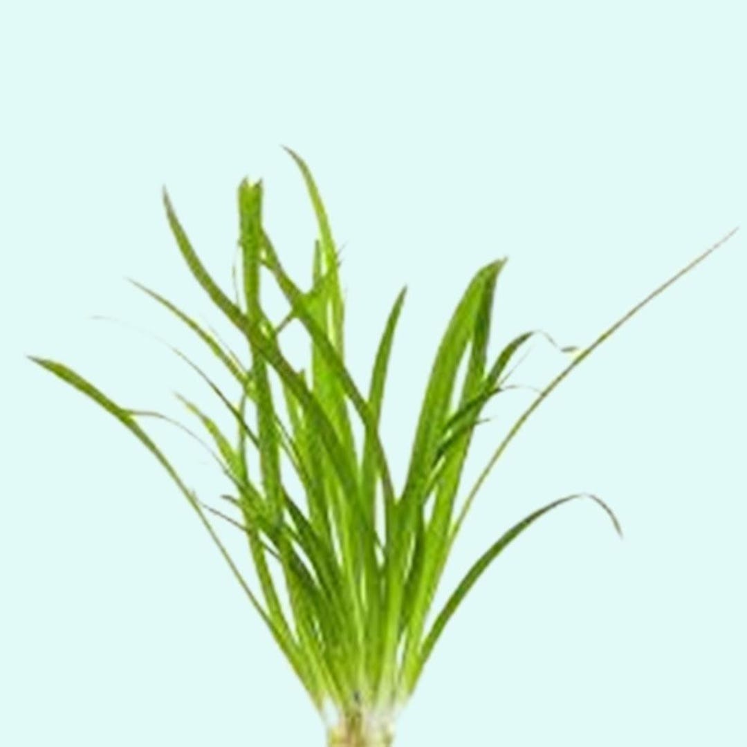 Sagittaria (subulata) 2 Plant Bundle | Live Aquarium Easy Carpet ...