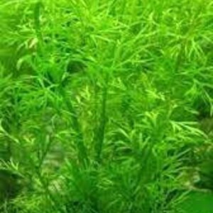 Water Sprite Lace Leaf Medium Pack of 3 Live Aquarium Plants Fast ...