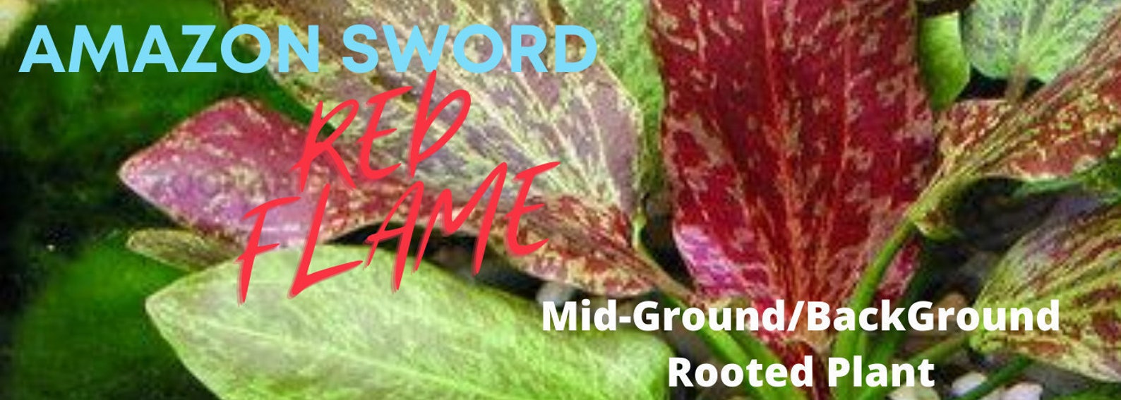 Amazon Sword Red Flame Small Live Aquarium Aquatic Plants - Etsy