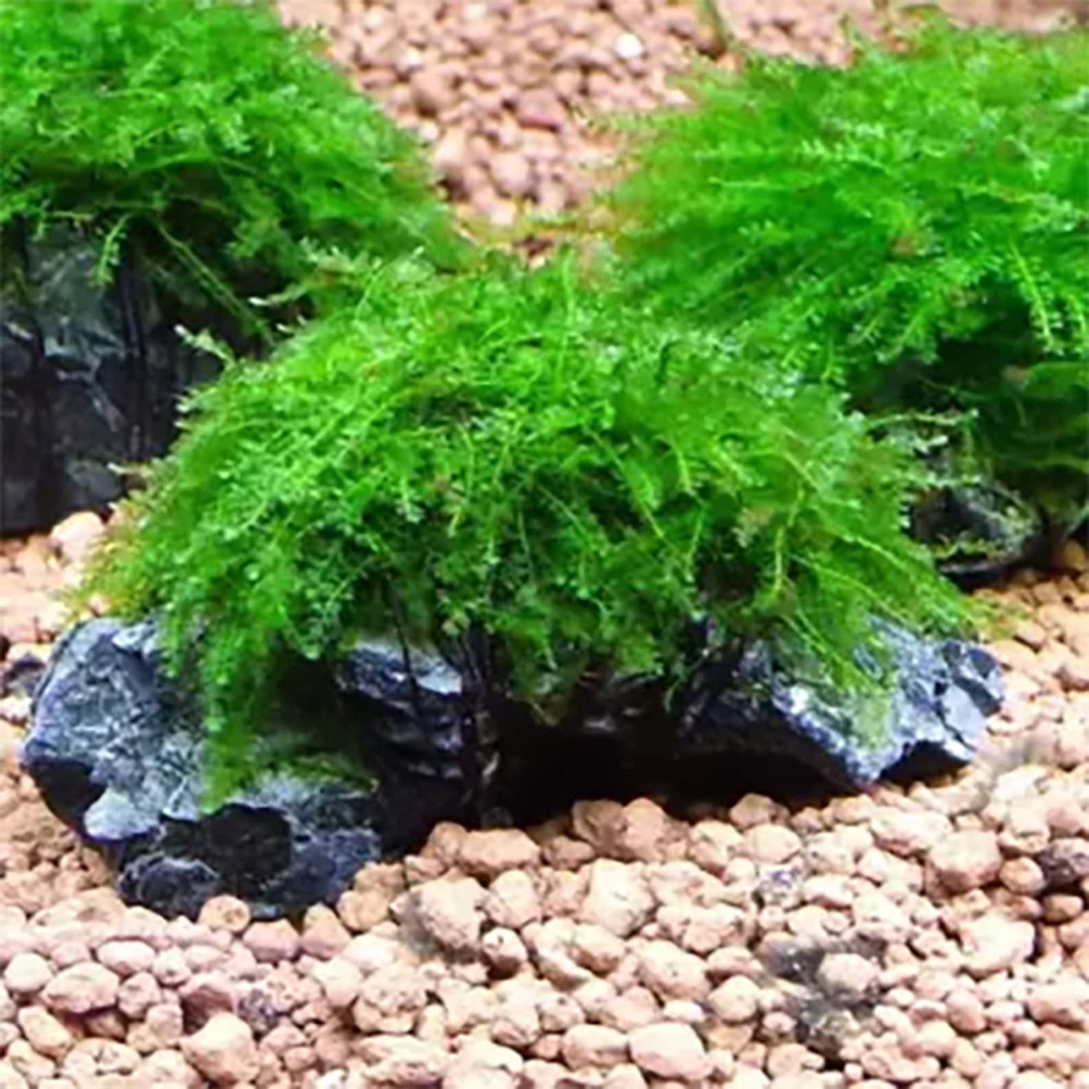 Weeping Moss Vesicularia Ferriei Live Aquarium Aquatic Plants | Etsy