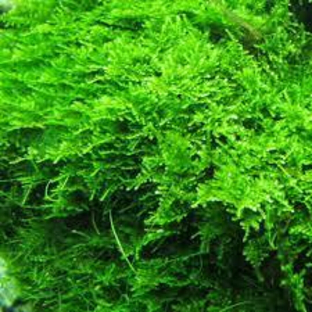 Willow Moss Fontinalis Antipyretica: Live Freshwater Aquarium Plant ...