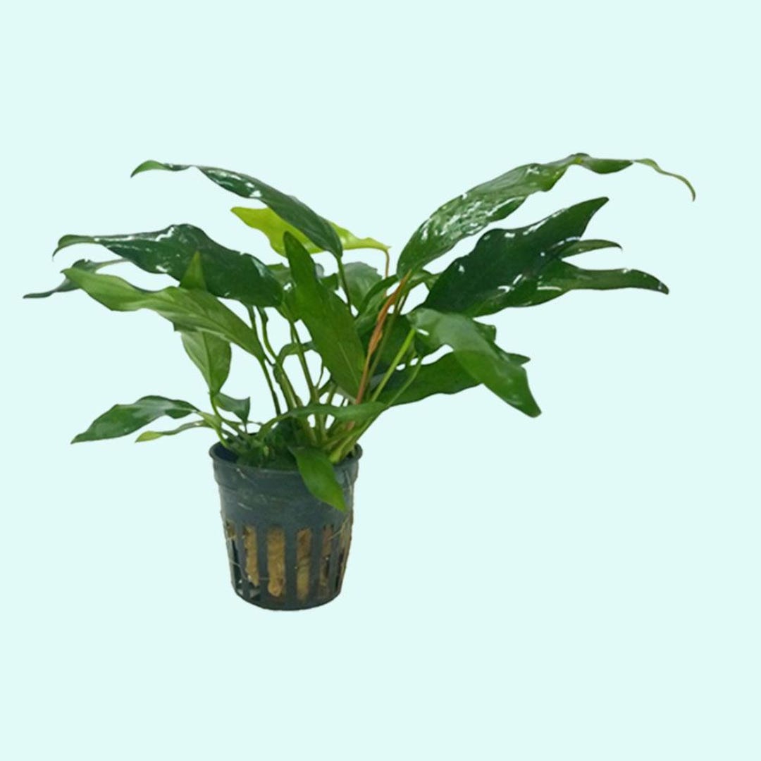 Anubias Minima in 2 Inch Pot Live Aquarium Plants BUY 2 GET 1 FREE Free ...