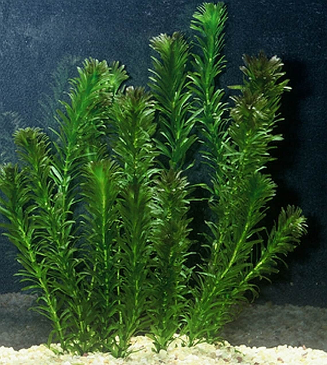 BUY2 GET1 FREE Anacharis Egeria Densa Bunch Live Aquarium | Etsy