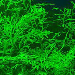 Water Sprite Lace Leaf Medium Pack of 3 Live Aquarium Plants Fast ...