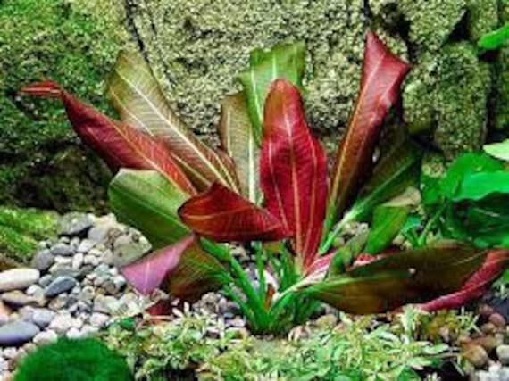 Red Amazon Sword