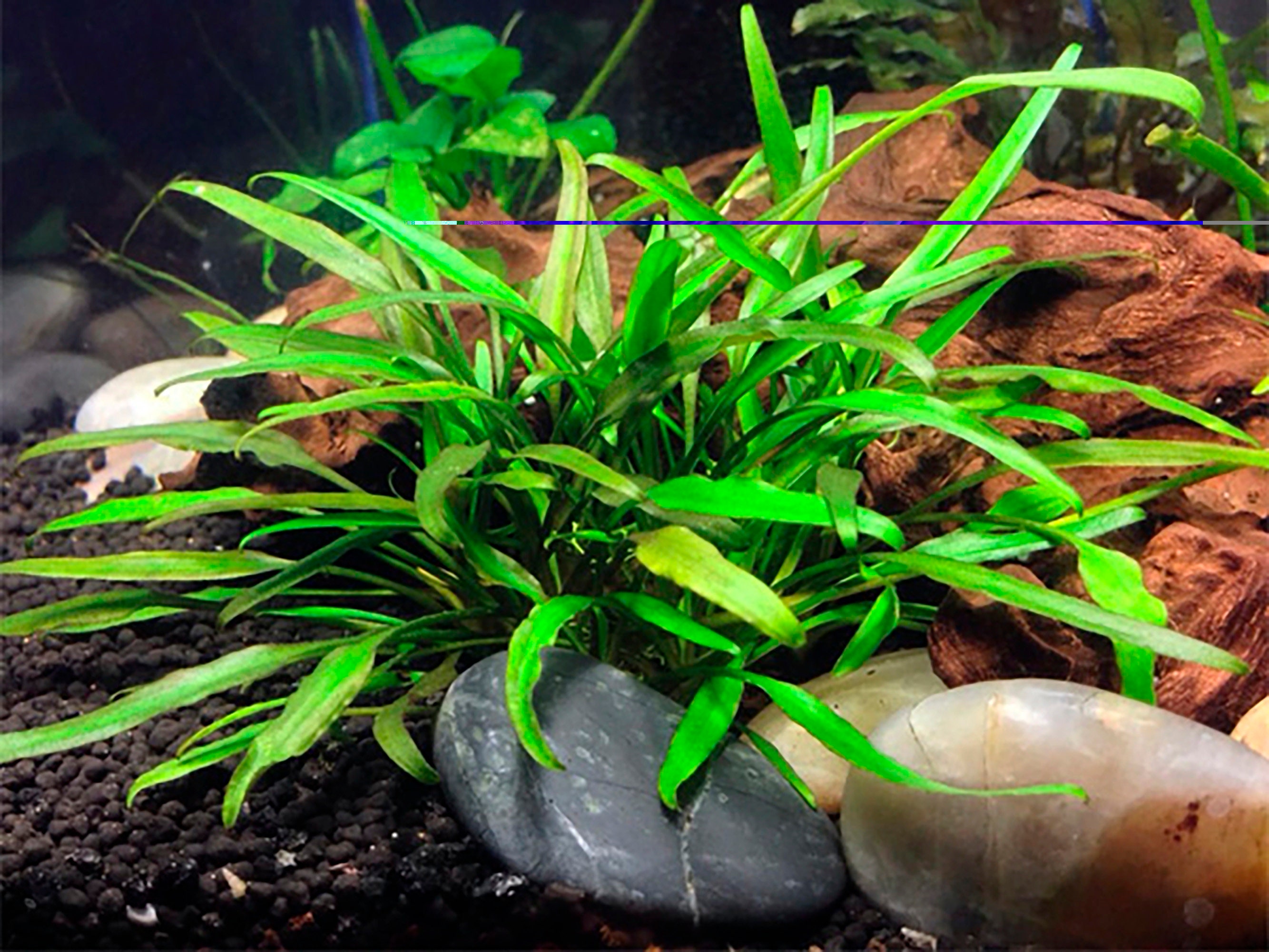 LIVE AQUARIUM PLANTS Cryptocoryne Crypt Lucens Medium Buy2 | Etsy
