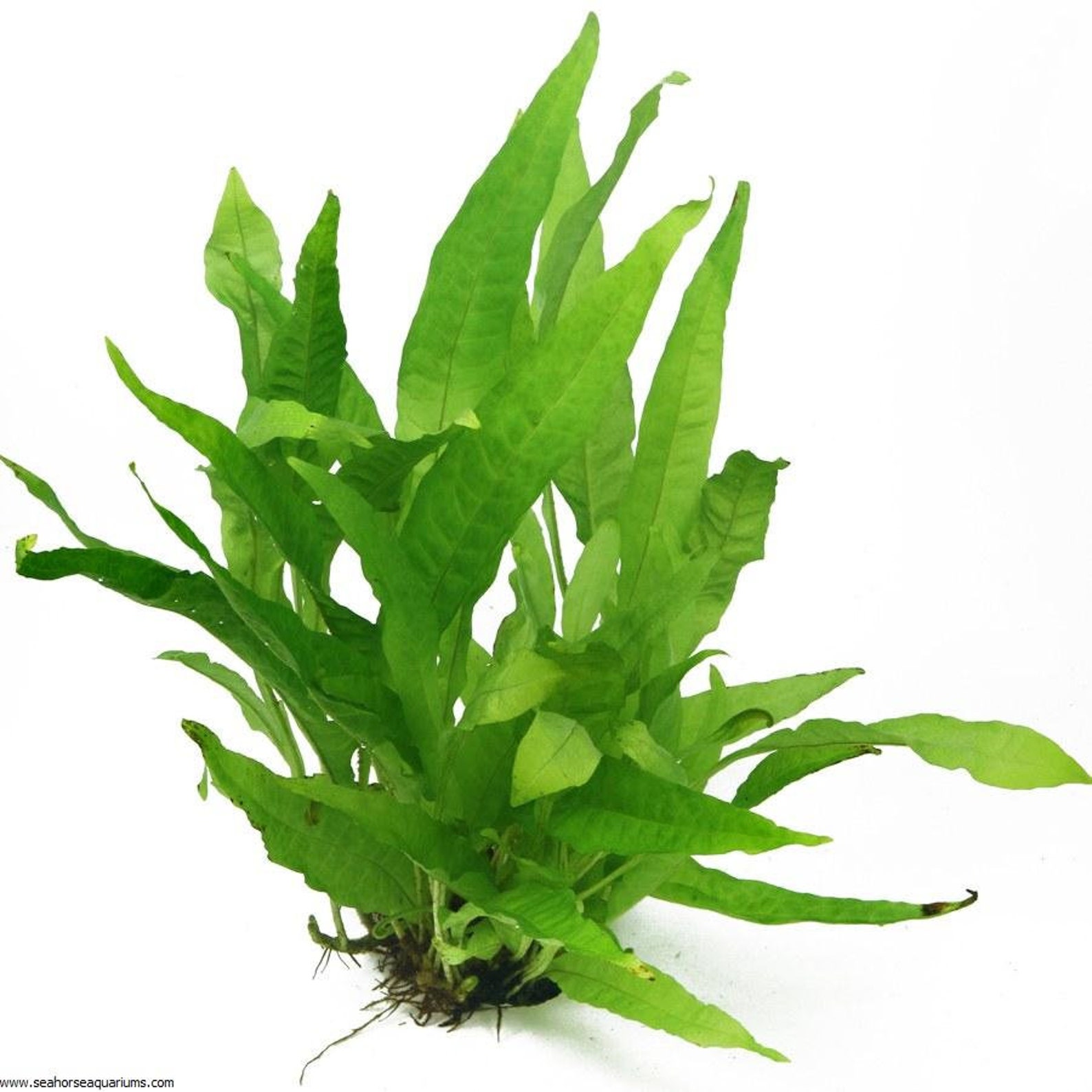 JAVA FERN Live Aquarium Plant Decoration Bare Root medium - Etsy