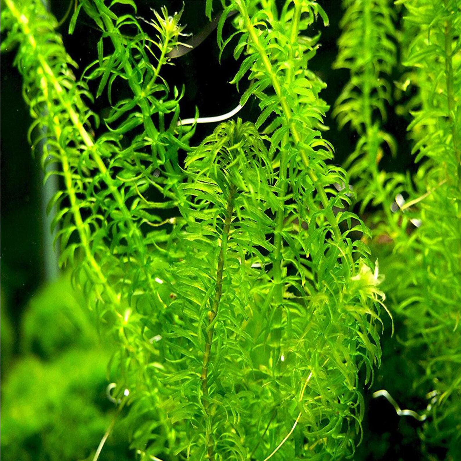 BEGINNER Live Aquarium Plant Anacharis Egeria Densa Bunch | Etsy