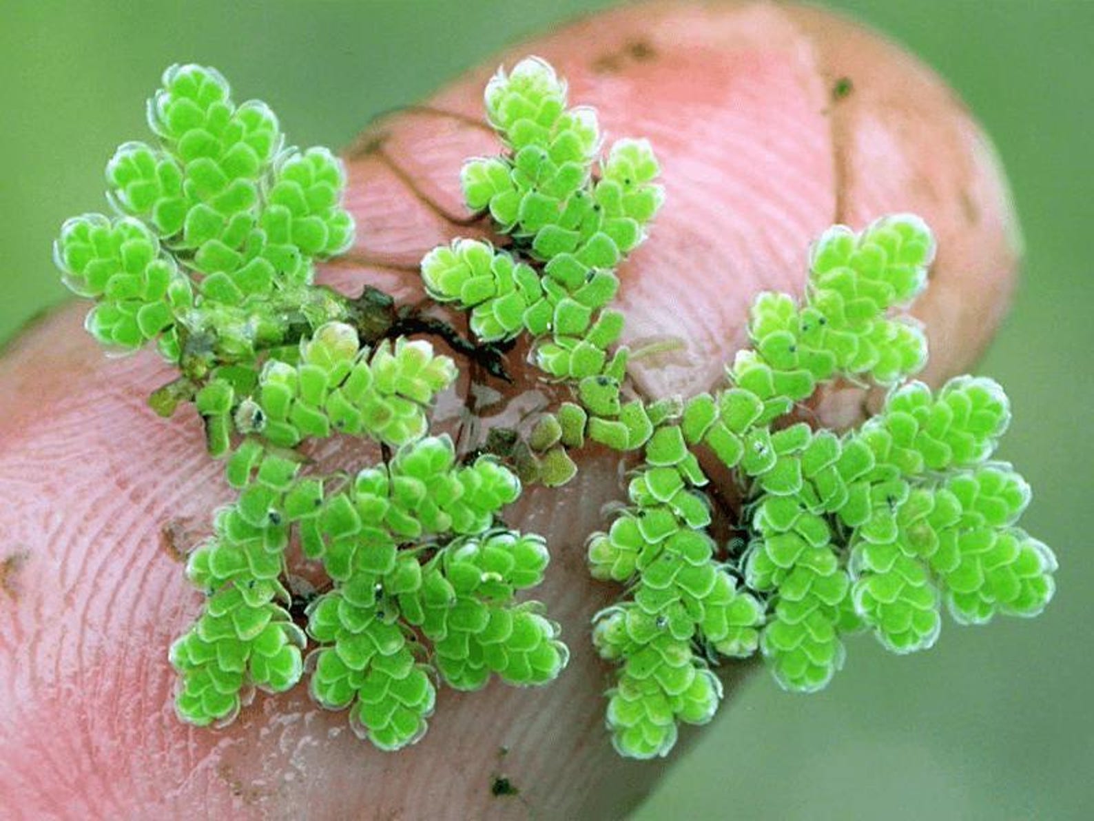 Azolla Filiculoides "fairy Moss" | BEGINNER | Live Aquarium Plants ...