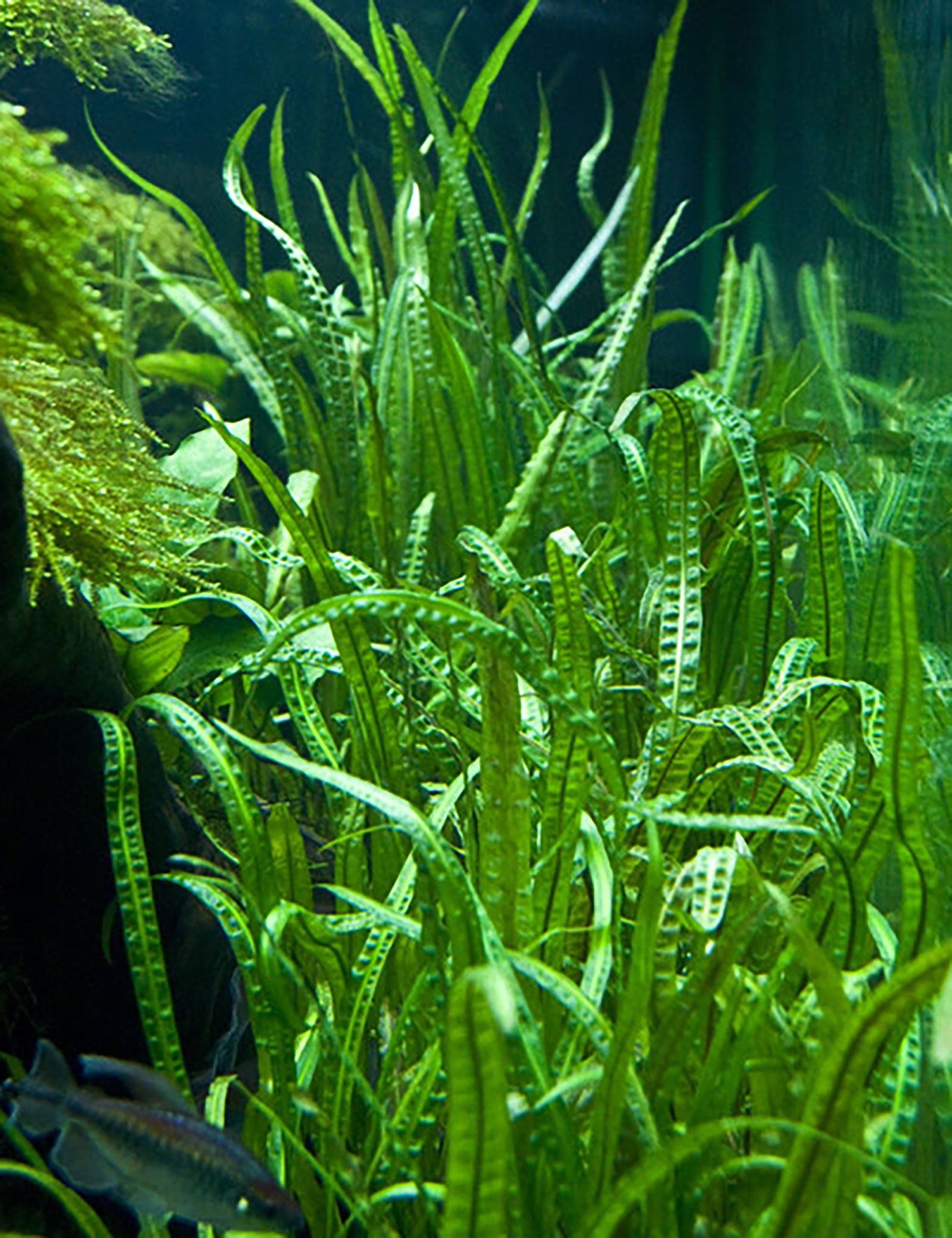 Cryptocoryne Crypt Balansae Live Aquarium Aquatic Plants | Etsy