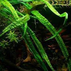 Cryptocoryne Crypt Balansae BEGINNER Live Aquarium Plants Fresh Water ...