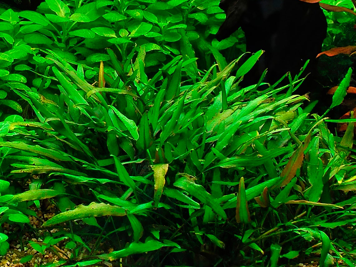 Cryptocoryne Crypt Lucens Live Aquarium Aquatic Plants Free | Etsy