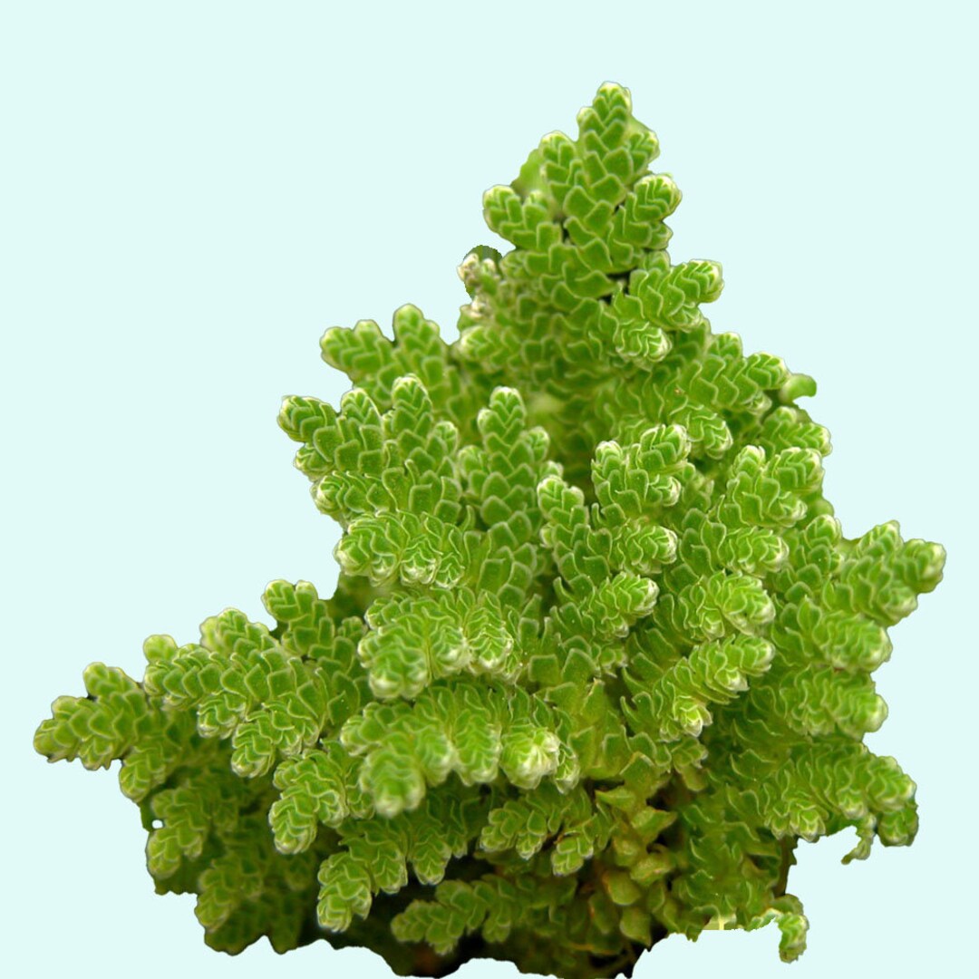Azolla Filiculoides fairy Moss Live Aquarium - Etsy