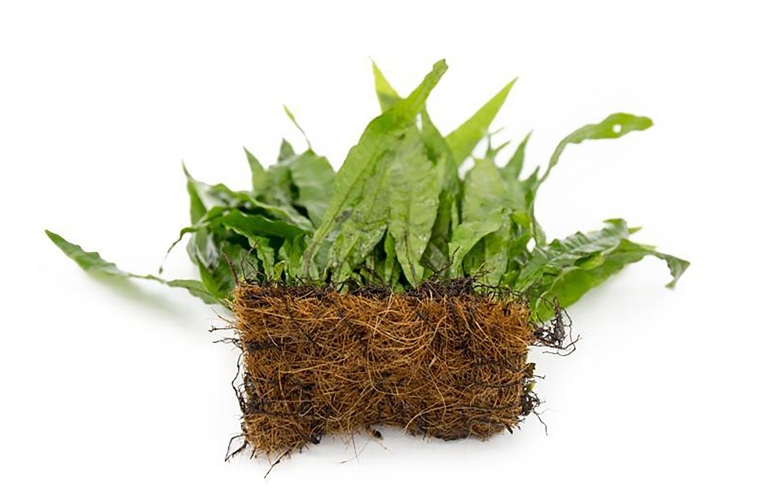 Java Fern Mat microsorum Pteropus on Mat Live Aquarium - Etsy