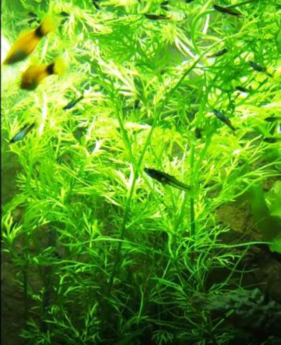 Planta Duende Da Agua Duende Jardinería Profesional ¿Cómo Saber